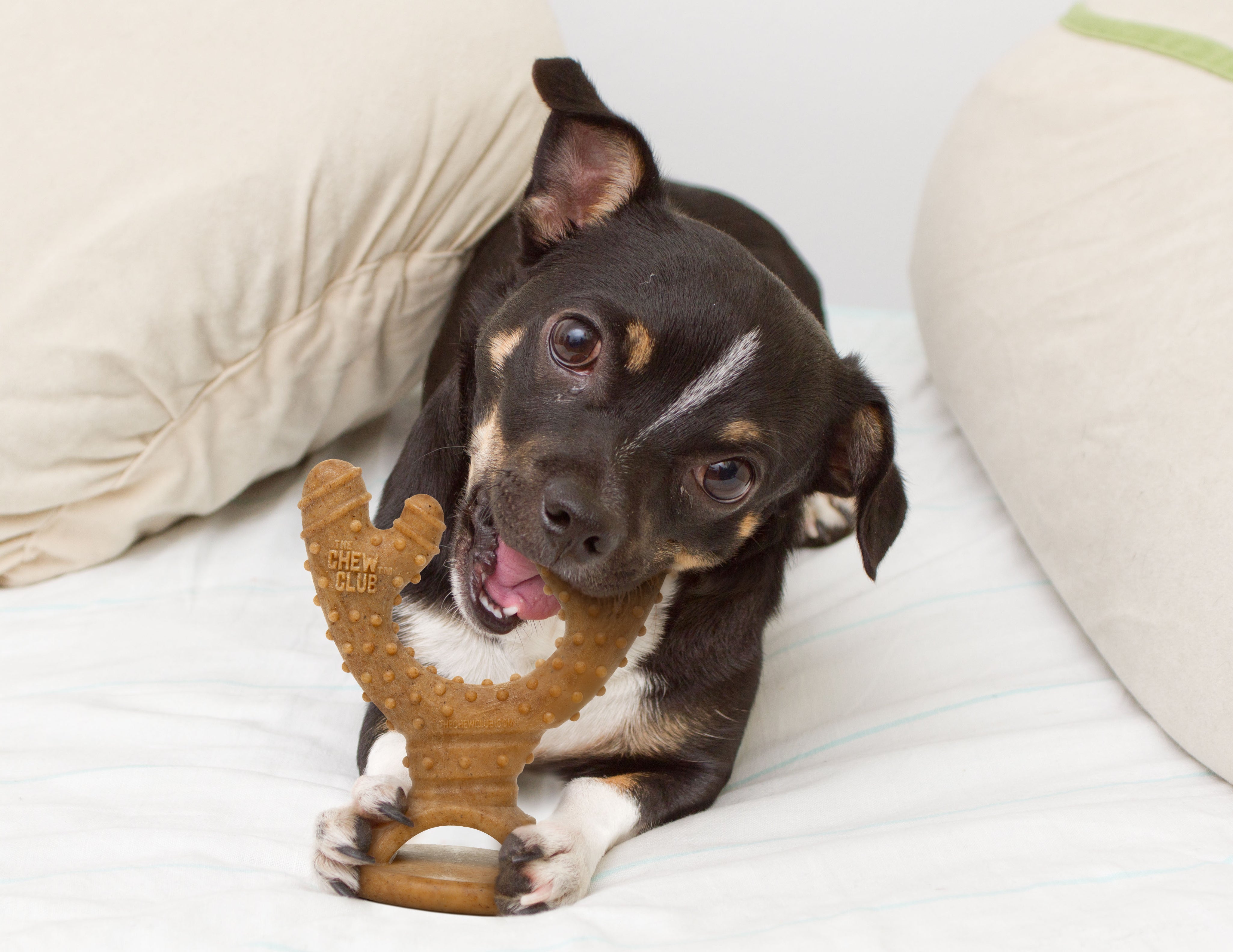 The Ultimate Chew Toy – powerbone